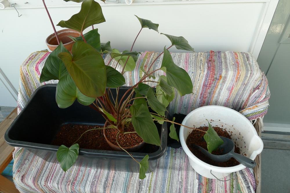 Experiments with moler clay (terramol) in the Philodendrons, Elephant ...