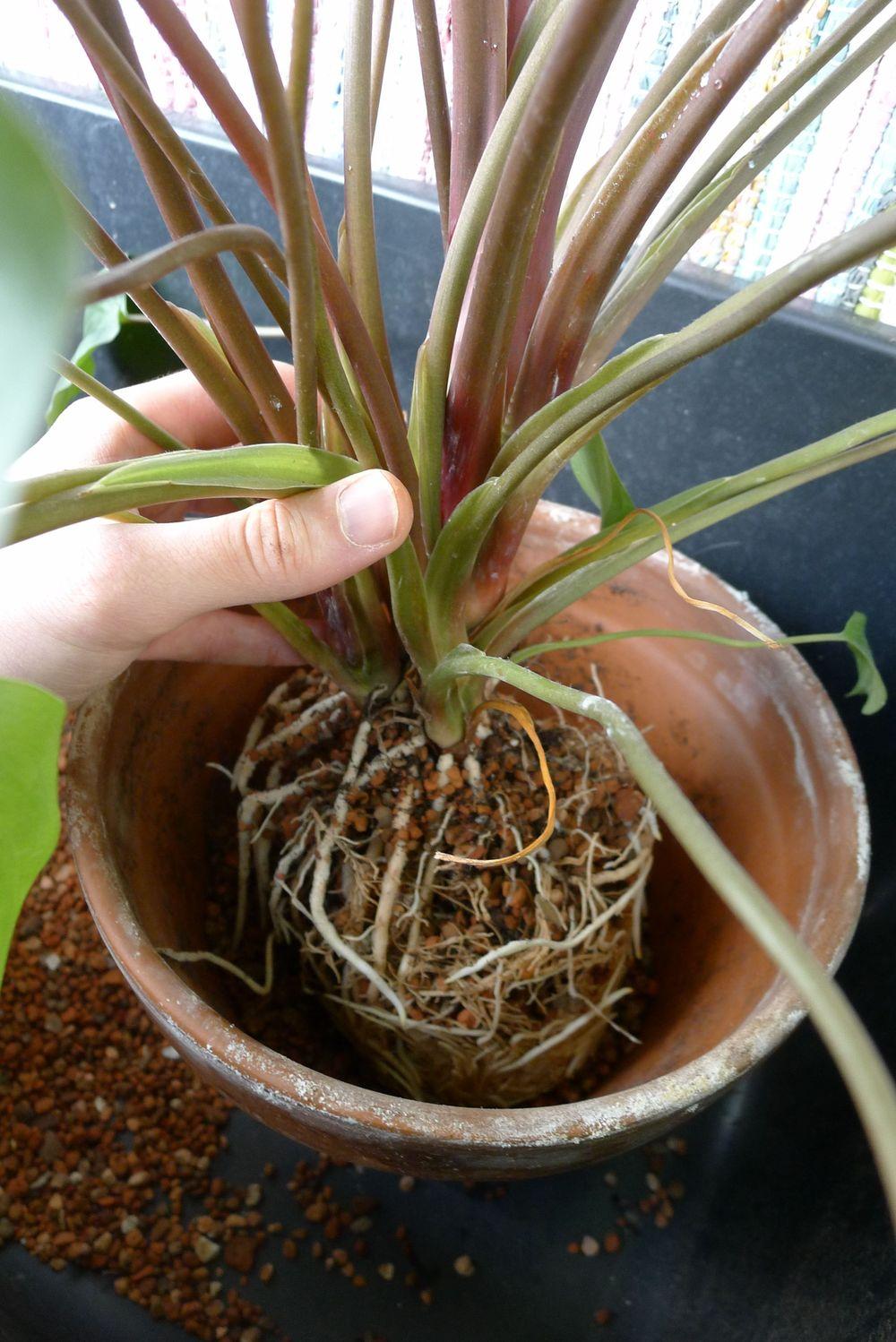 Experiments with moler clay (terramol) in the Philodendrons, Elephant ...