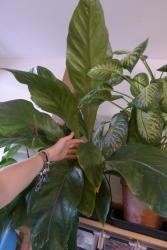 Experiments with moler clay (terramol) in the Philodendrons, Elephant ...