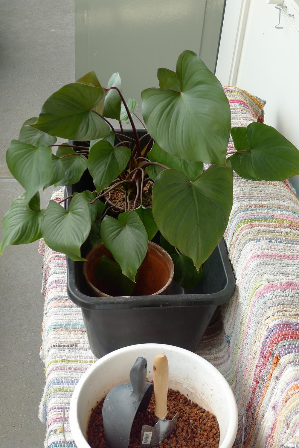 Experiments with moler clay (terramol) in the Philodendrons, Elephant ...