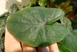 Experiments with moler clay (terramol) in the Philodendrons, Elephant ...