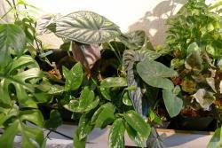 Experiments with moler clay (terramol) in the Philodendrons, Elephant ...