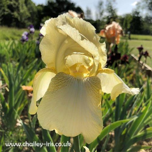 Tall Bearded Iris (Iris 'Benton Duff') in the Irises Database - Garden.org