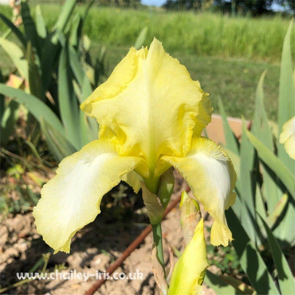 Tall Bearded Iris (Iris 'Lemon Ice') in the Irises Database - Garden.org