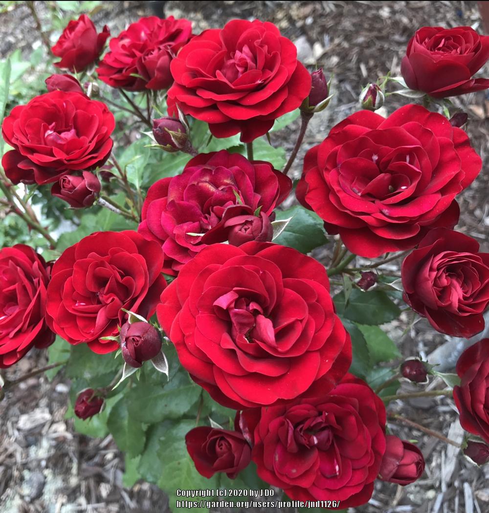 Charisma rose in the Roses forum - Garden.org