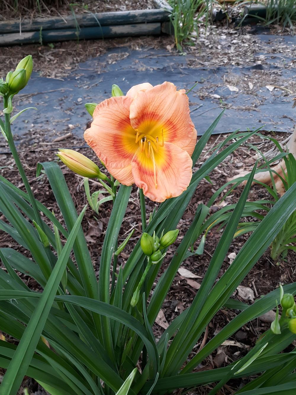 Daylily Identification in the Daylilies forum - Garden.org