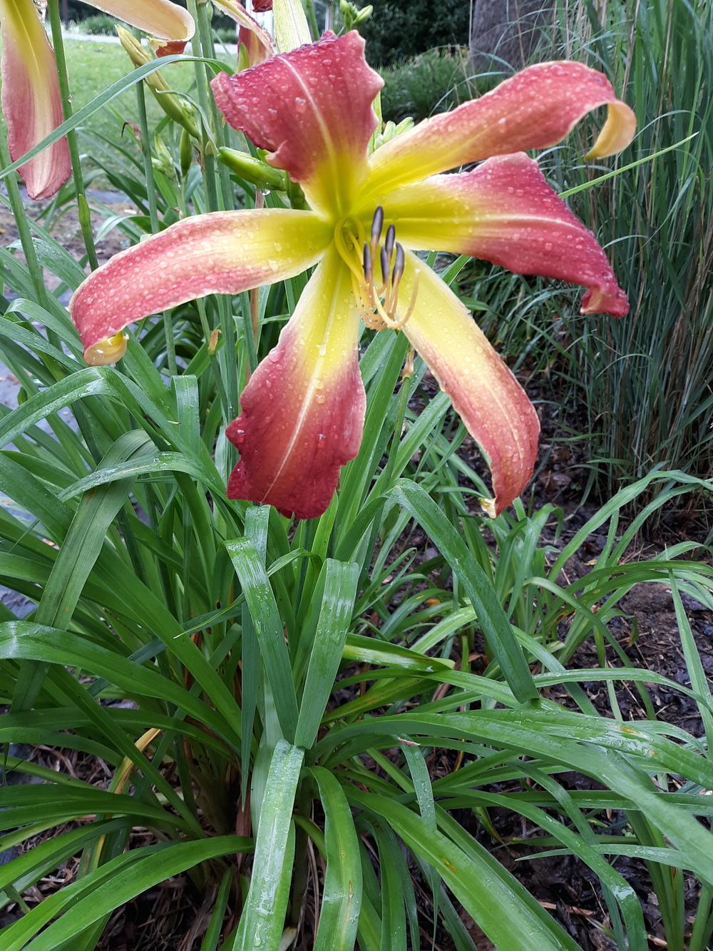 Daylily Identification in the Daylilies forum - Garden.org