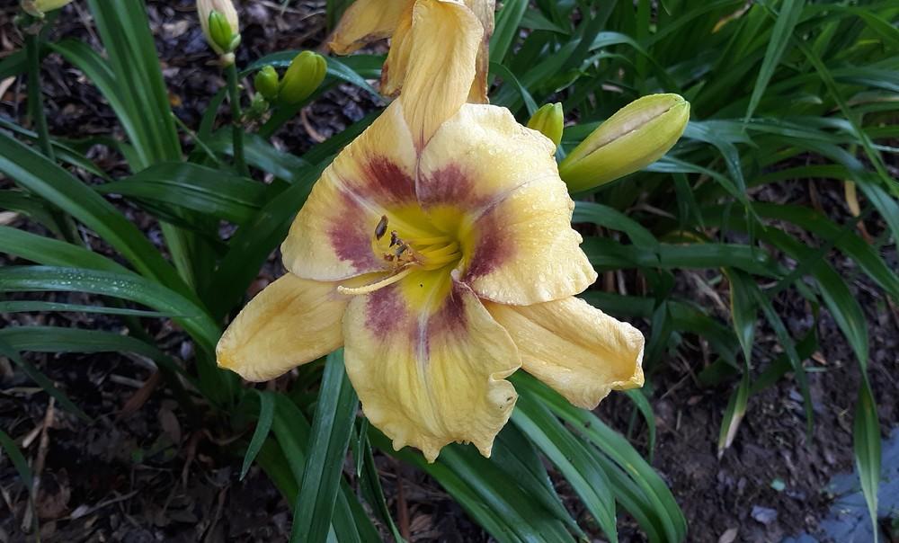 Daylily Identification in the Daylilies forum - Garden.org