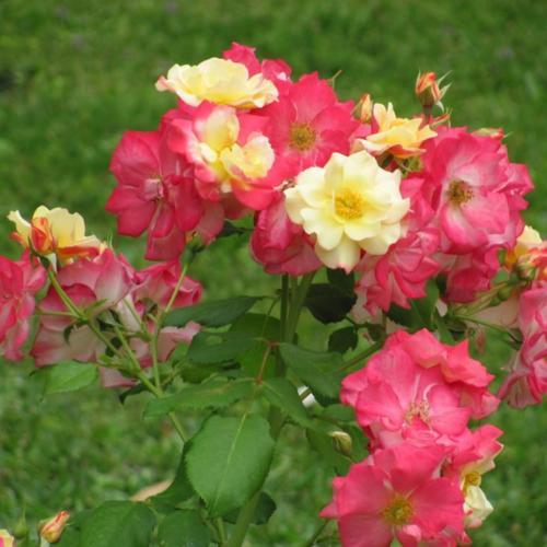 Rose (Rosa 'Campfire') in the Roses Database - Garden.org