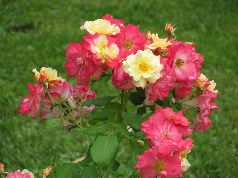 Rose (Rosa 'Campfire') in the Roses Database - Garden.org