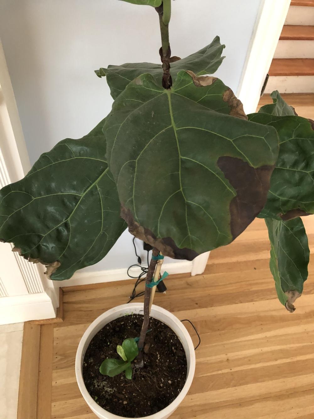 Fiddle leaf fig - root rot? in the Ask a Question forum - Garden.org