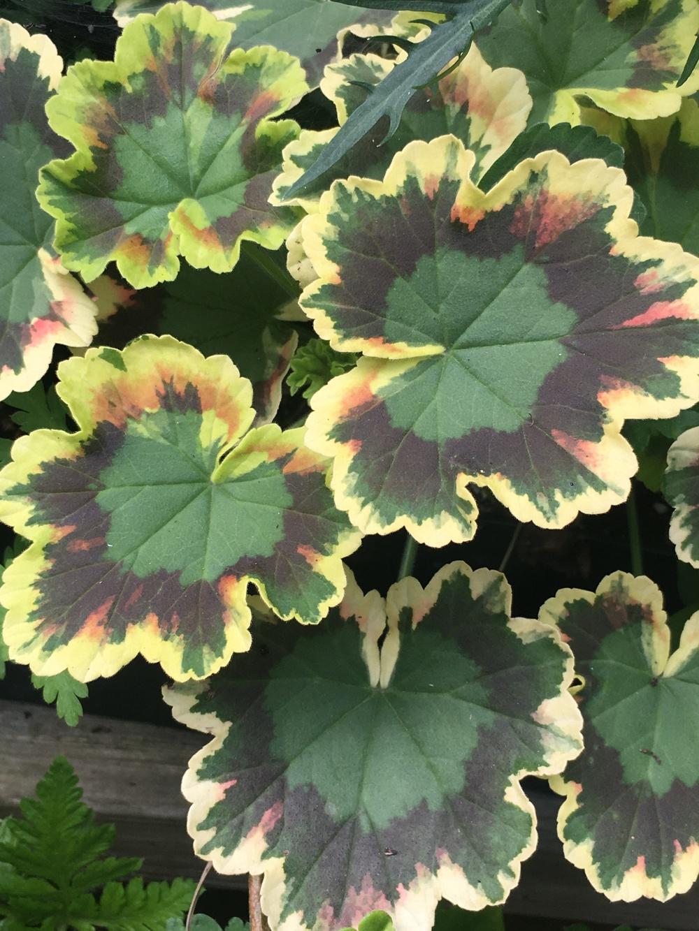 Photo of the leaves of Zonal Geranium (Pelargonium x hortorum 'Mrs ...