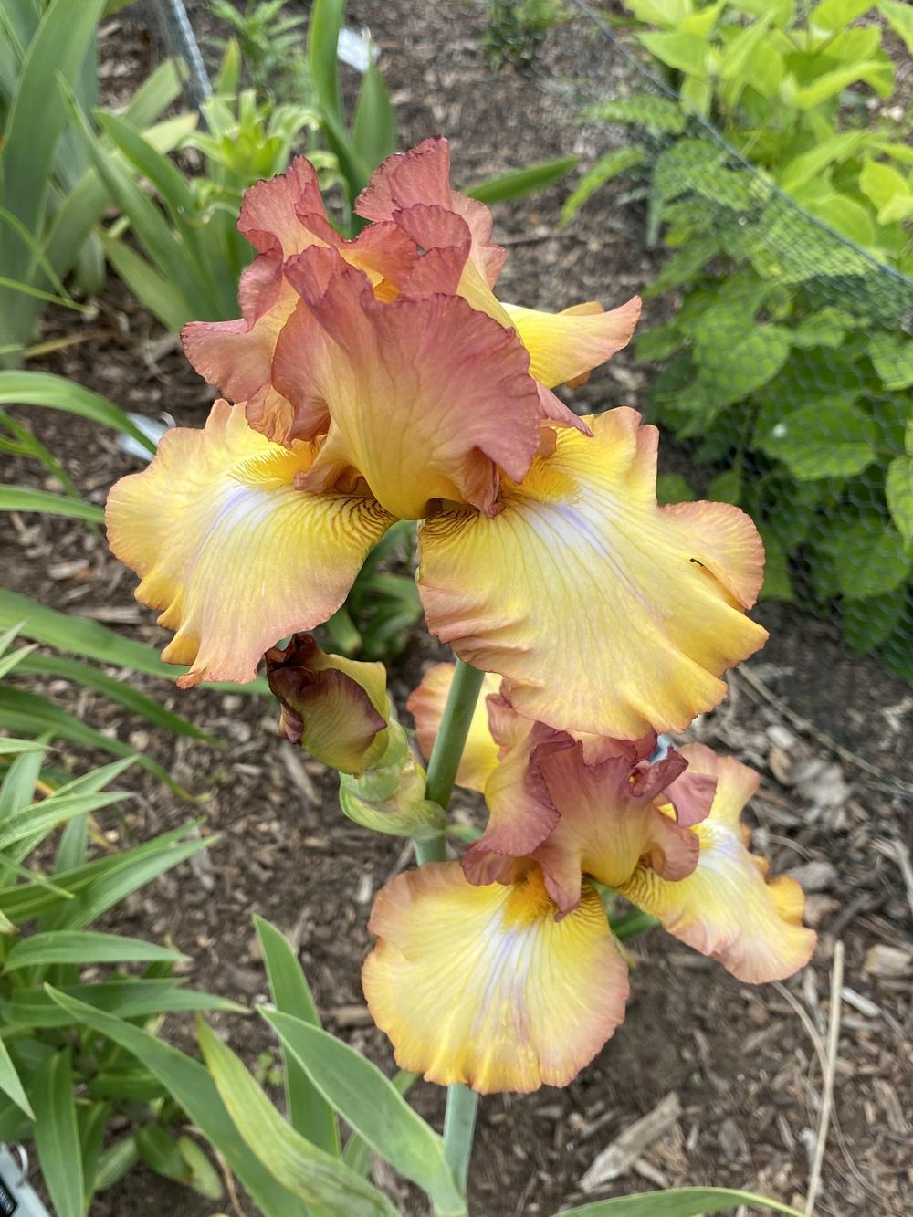 Photo of the bloom of Tall Bearded Iris (Iris 'Crown Him King') posted ...