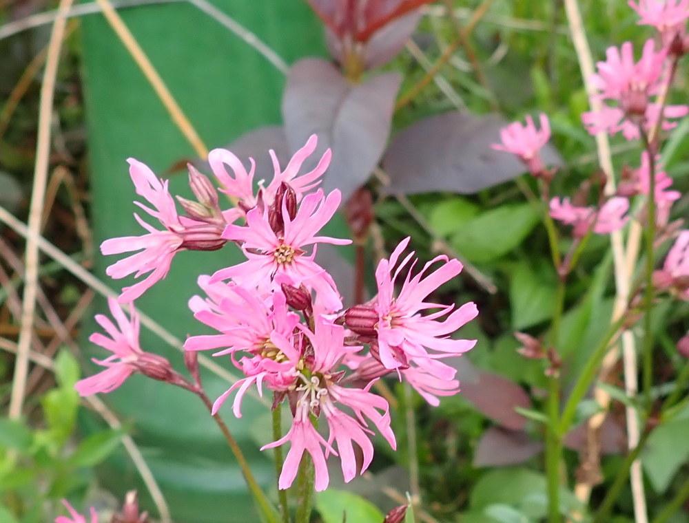 What is this pretty pink weed in my lawn? in the Annuals forum - Garden.org