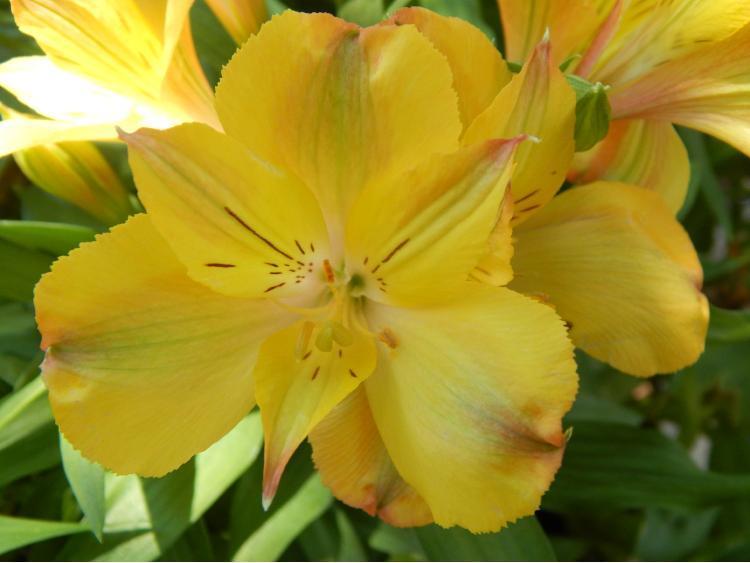 Peruvian Lily (Alstroemeria Princess Lilies® Ariane) in the Peruvian ...