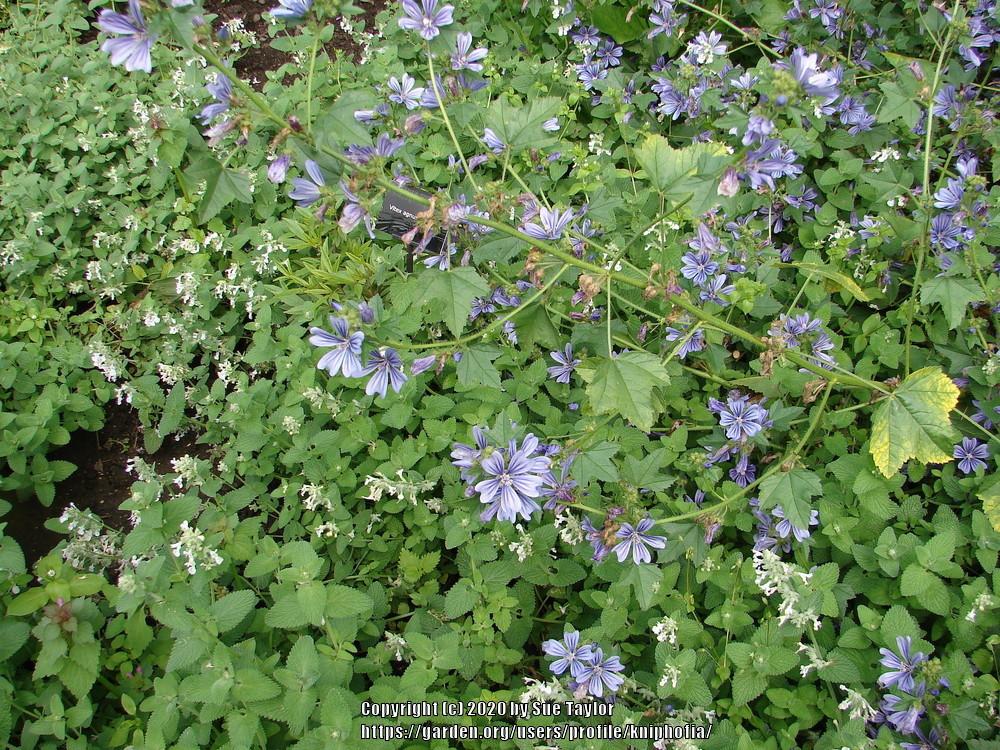 Mallow (Malva sylvestris 'Primley Blue') - Garden.org