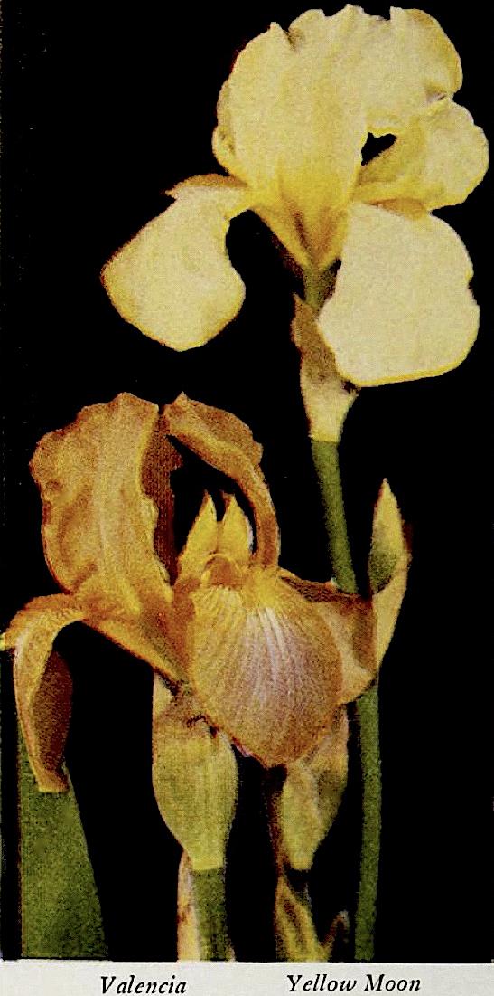 Tall Bearded Iris (Iris 'Yellow Moon') in the Irises Database - Garden.org