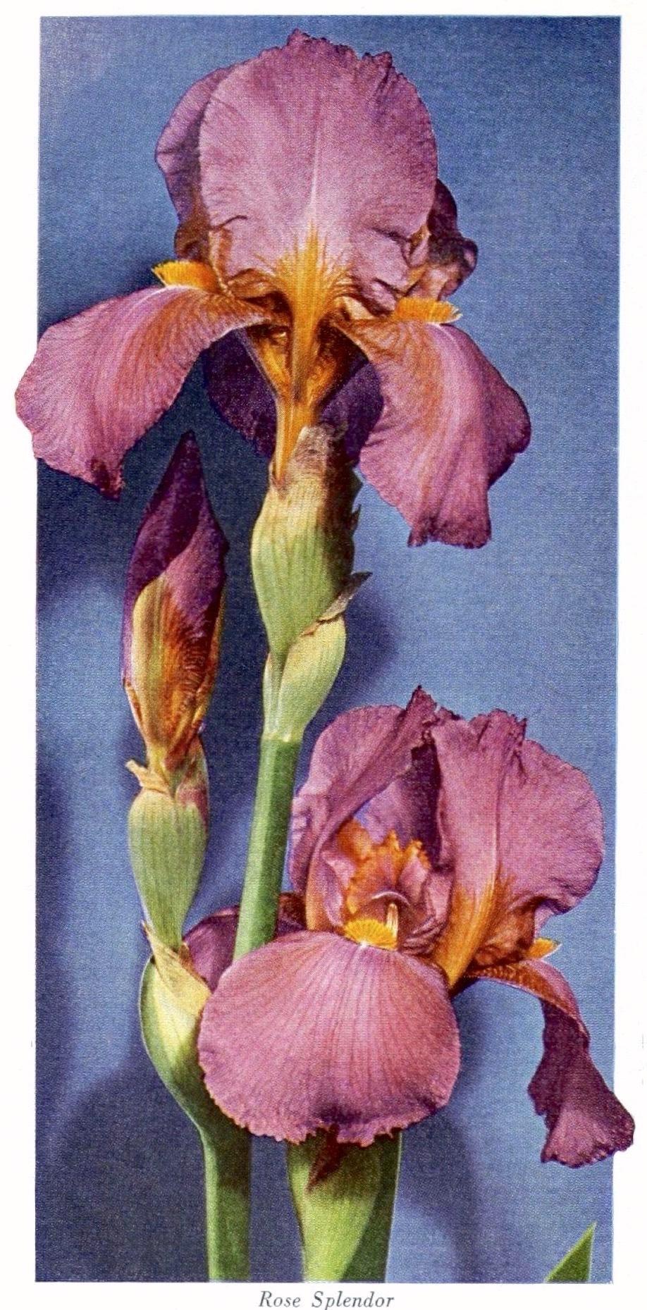 Tall Bearded Iris (Iris 'Rose Splendor') in the Irises Database ...