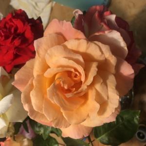 Rose (Rosa 'Antigua') in the Roses Database - Garden.org