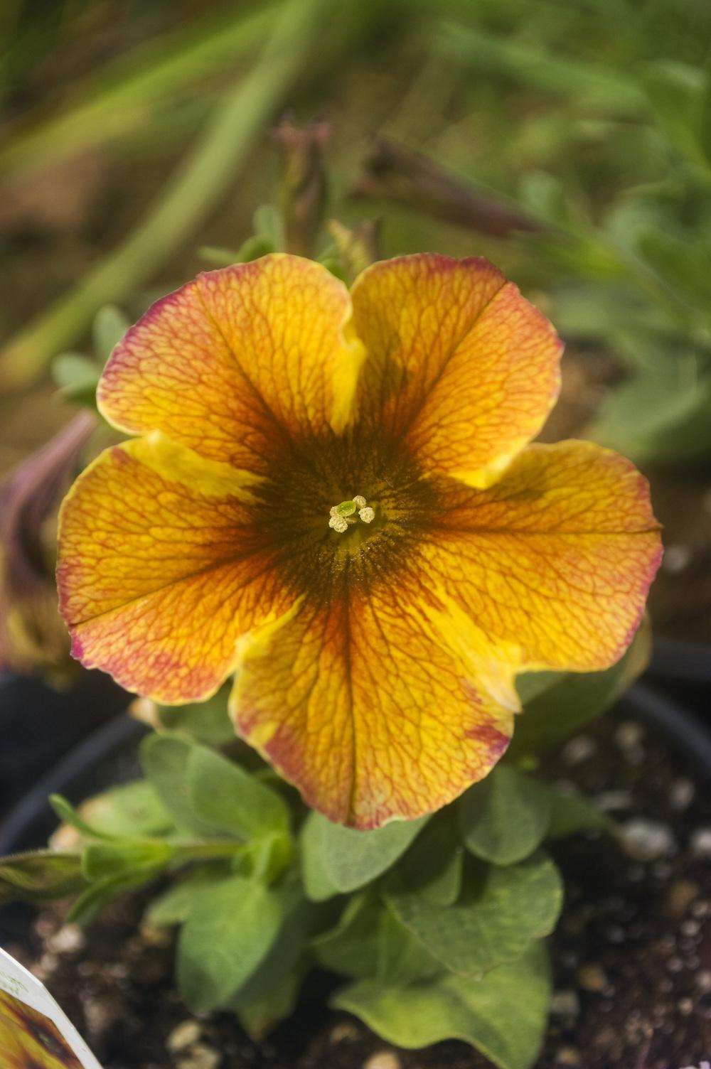 XPetchoa SuperCal® Premium Caramel Yellow - Garden.org