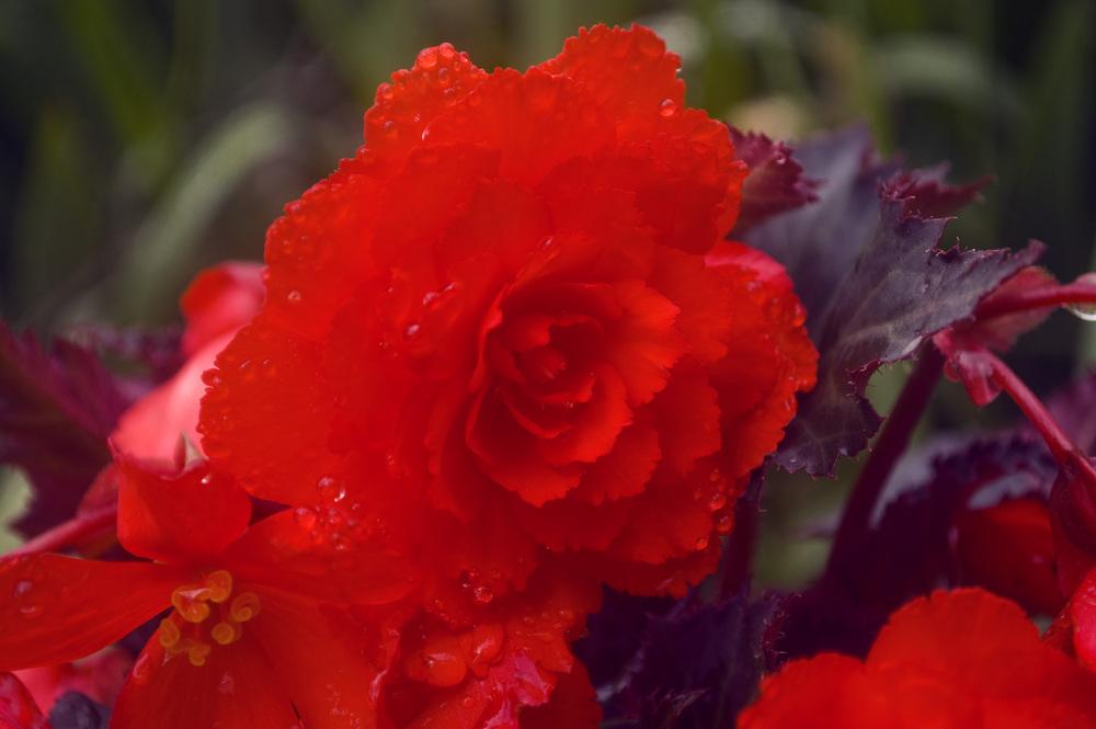 Begonia (Begonia x hybrida I'Conia® Portofino Hot Coral) in the ...