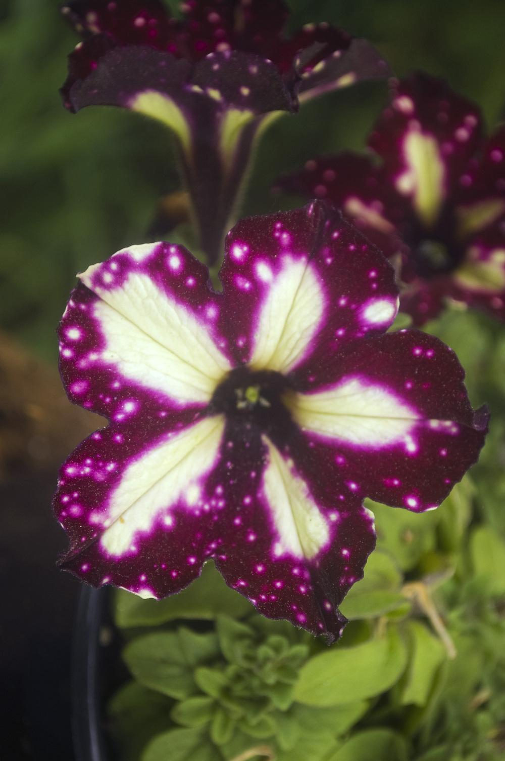 Photo of the bloom of Petunia Headliner™ Starry Sky Burgundy posted by ...