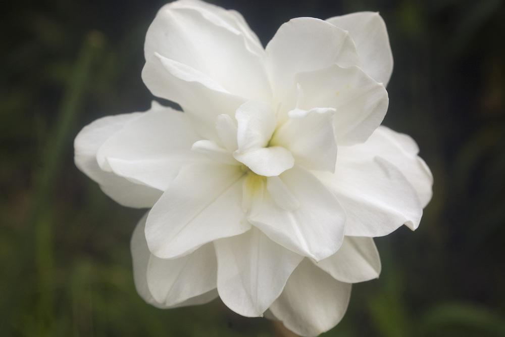 Double Daffodil (Narcissus 'Rose of May') in the Daffodils Database ...