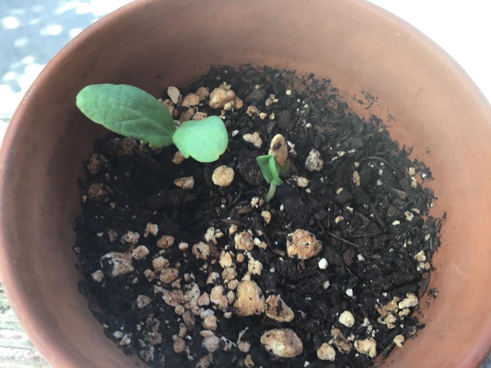 Photo of the seedling or young plant of Honey Dew Melon (Cucumis melo ...