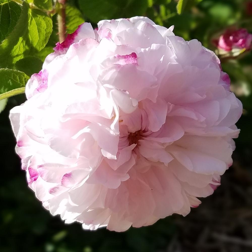 Rose (Rosa 'Leda') in the Roses Database - Garden.org