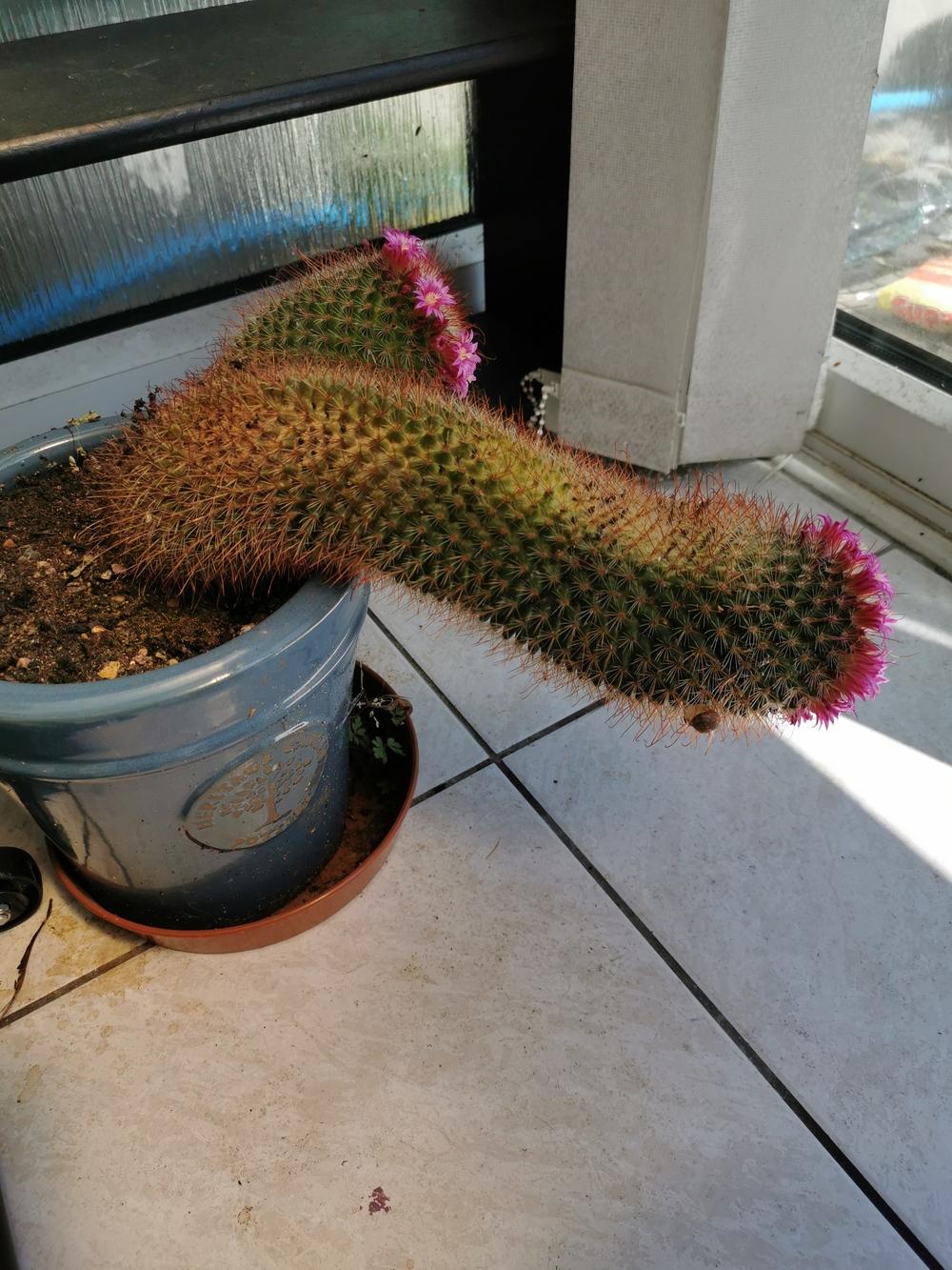 Leaning cactus in the Ask a Question forum - Garden.org