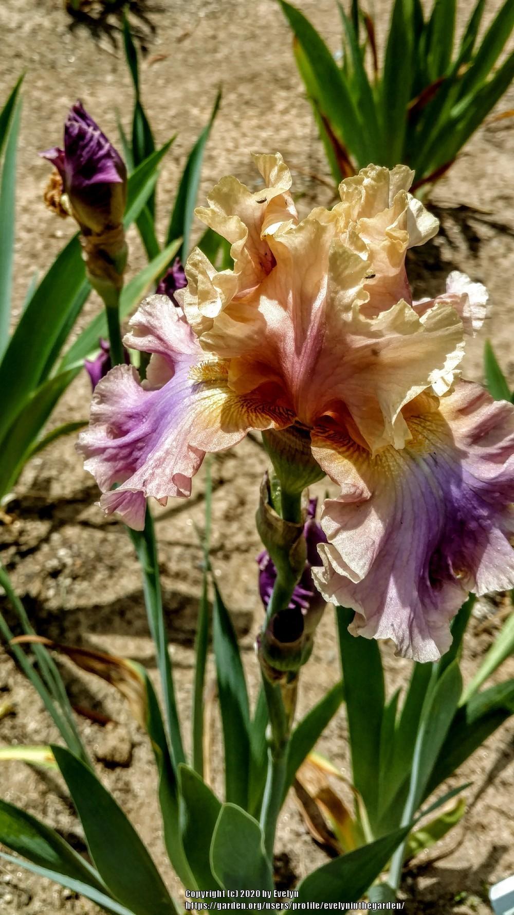 Photo of the entire plant of Tall Bearded Iris (Iris 'Chasing Rainbows') posted by ...
