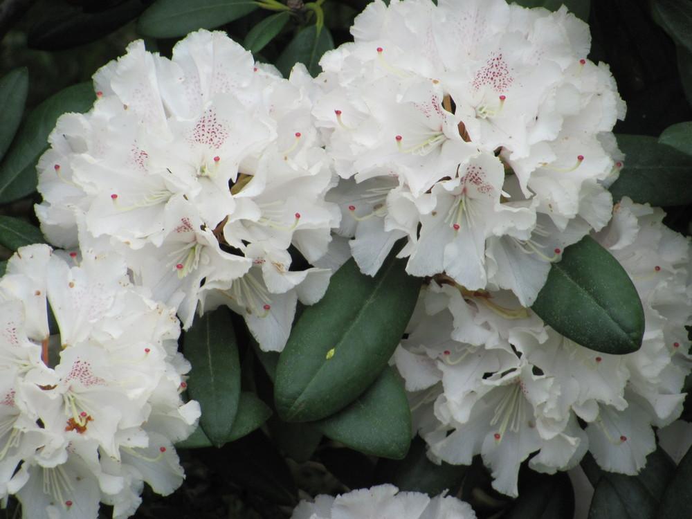 Rhododendrons: Plant Care and Collection of Varieties - Garden.org