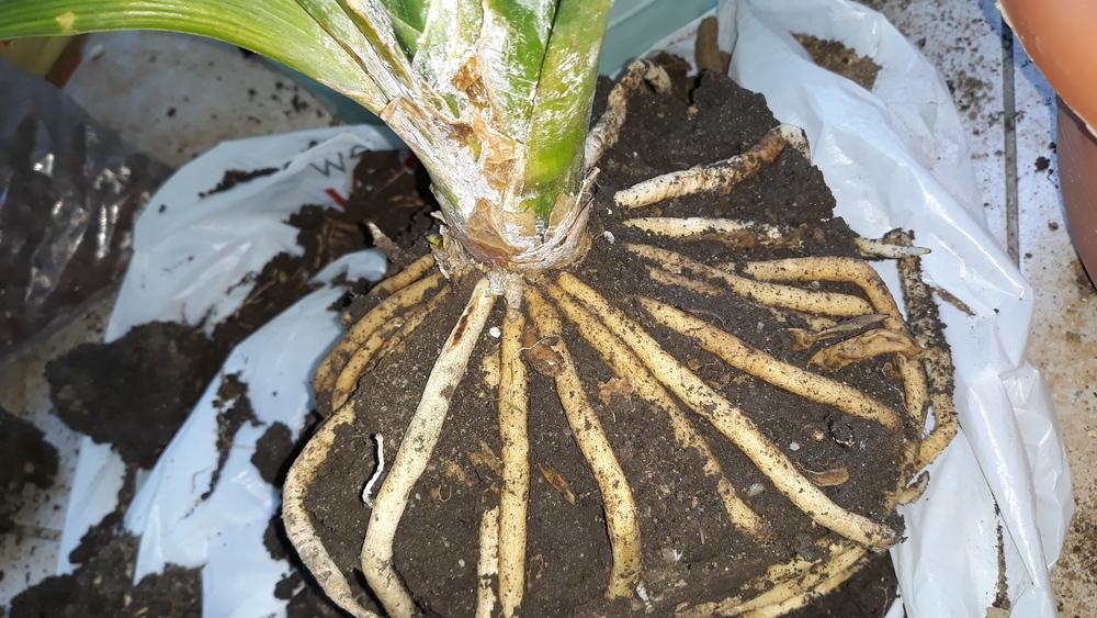 Photo of the roots of Clivias (Clivia) posted by skopjecollection ...