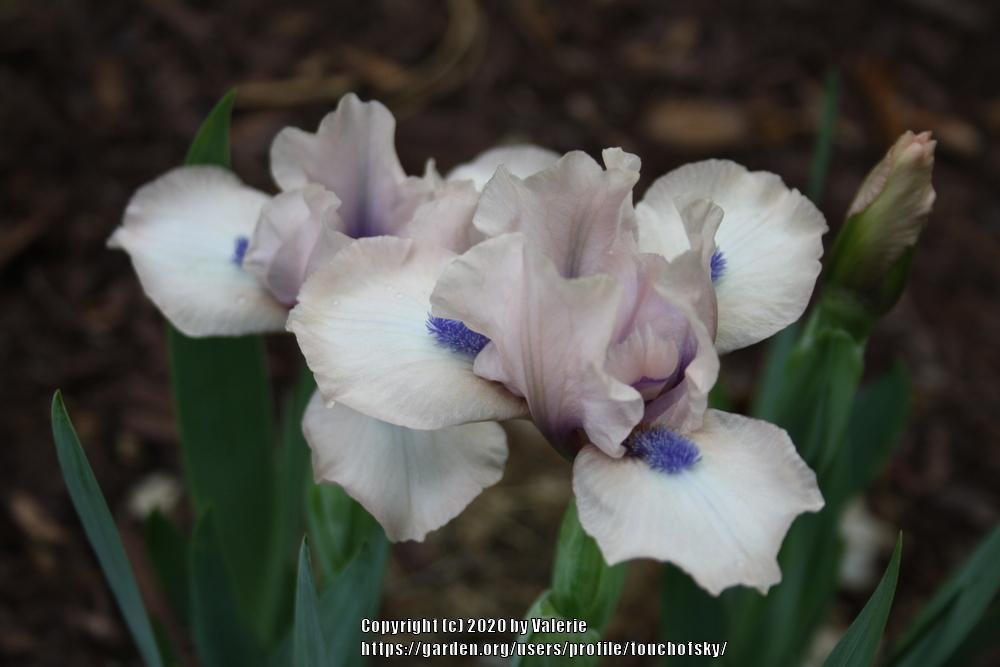 Photo of the bloom of Standard Dwarf Bearded Iris (Iris 'Gate to ...
