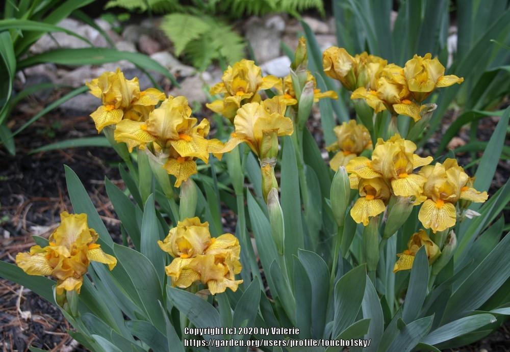 Standard Dwarf Bearded Iris (Iris 'Burn Notice') in the Irises Database ...