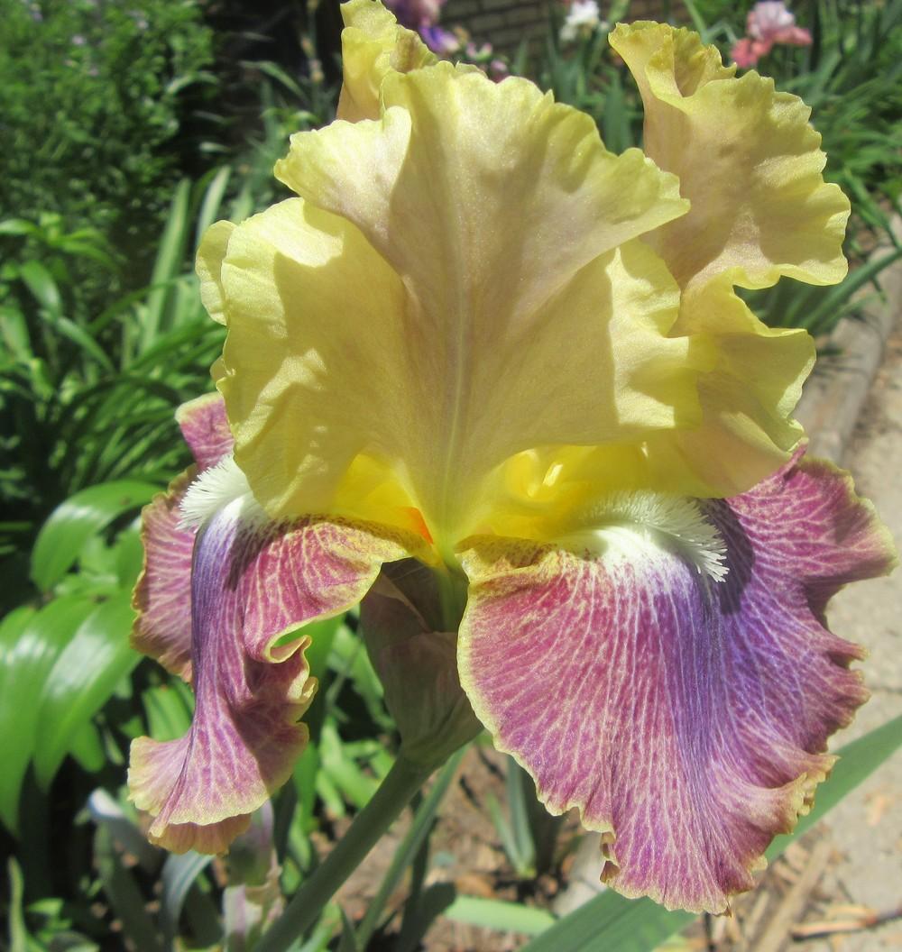 Tall Bearded Iris (Iris 'Glow Plug') in the Irises Database - Garden.org