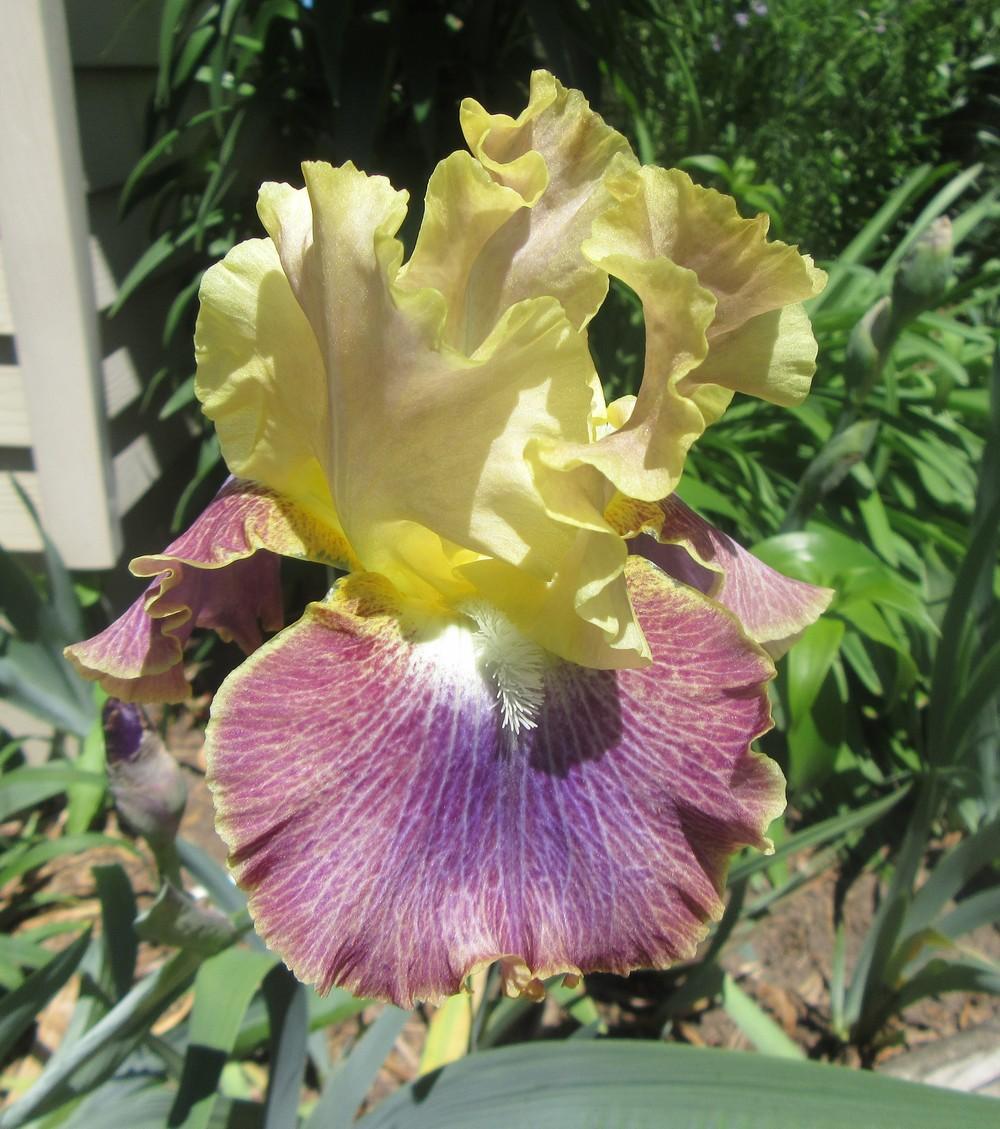 Photo of the bloom of Tall Bearded Iris (Iris 'Glow Plug') posted by ...