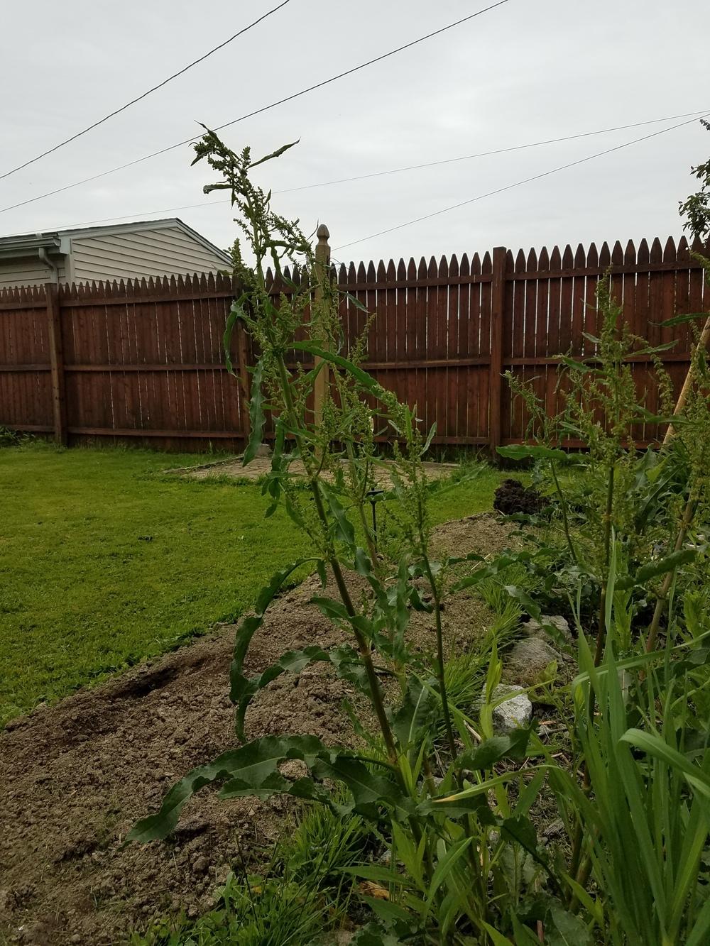 Need help identifying this weed in the Plant ID forum - Garden.org