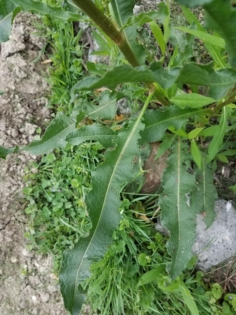 Need help identifying this weed in the Plant ID forum - Garden.org