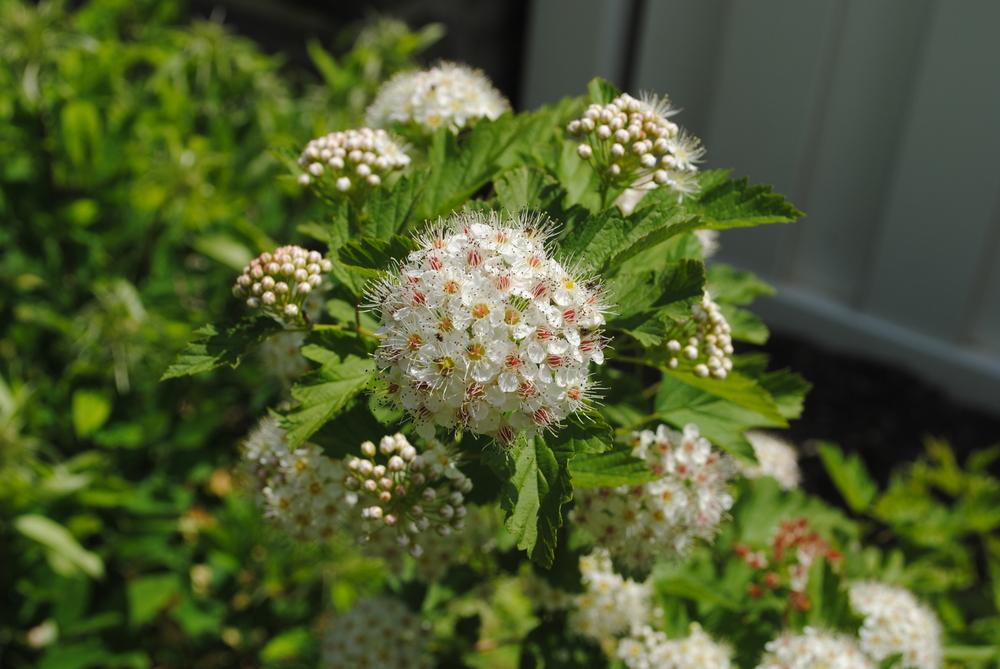 Ninebarks: Plant Care and Collection of Varieties - Garden.org