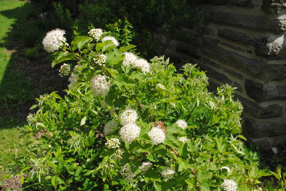 Photo of the bloom of Eastern Ninebark (Physocarpus opulifolius) posted ...