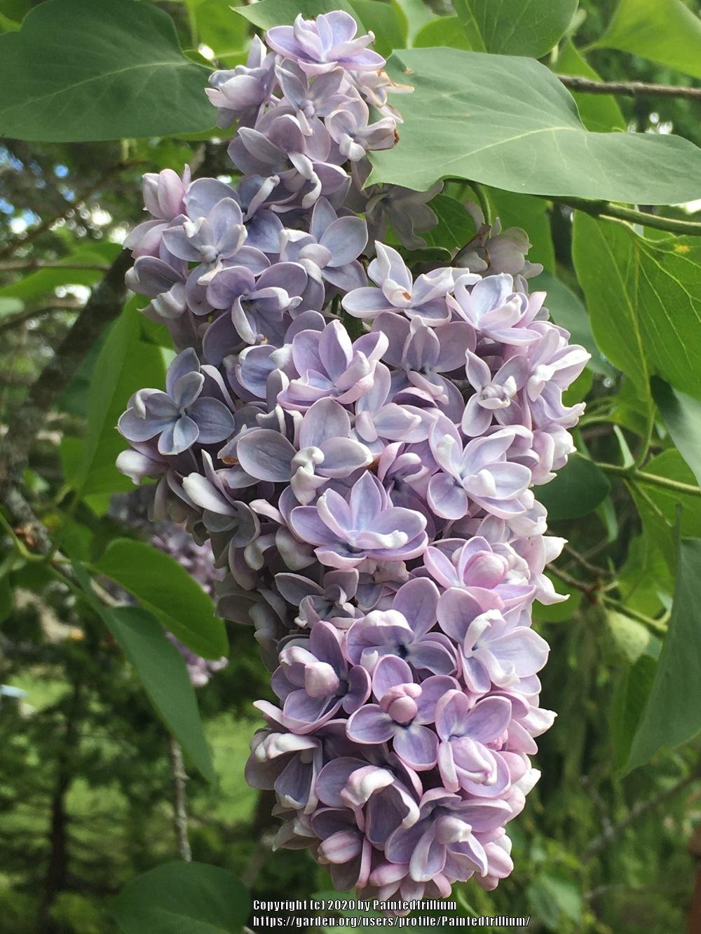 Lilacs: Plant Care and Collection of Varieties - Garden.org