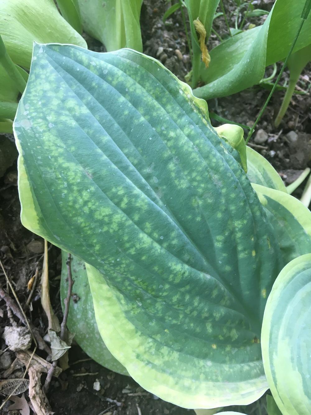 What are these spots on my Hosta? in the Hostas forum - Garden.org