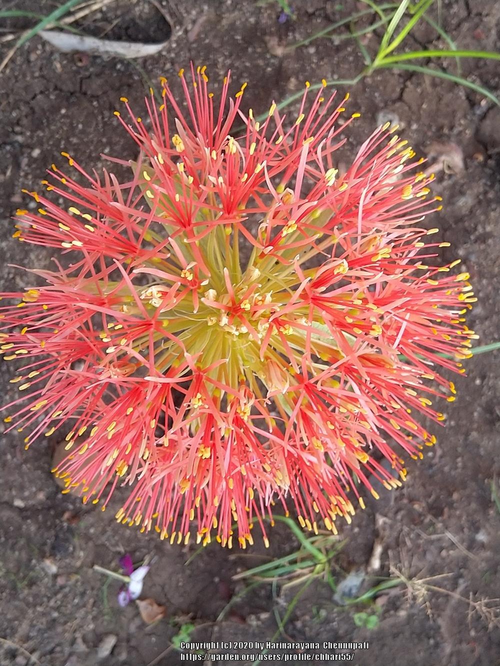 Blood Lilies: Plant Care and Collection of Varieties - Garden.org