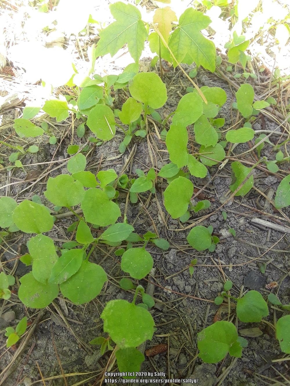 Photo of the seedling or young plant of Cutleaf Coneflower (Rudbeckia ...