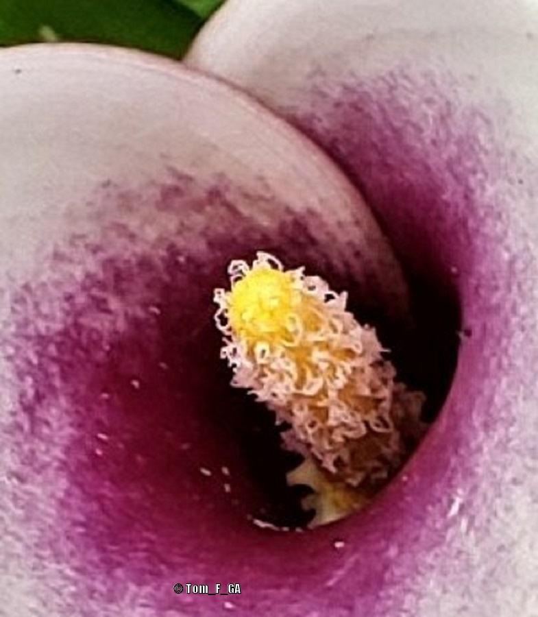 Callas: Plant Care and Collection of Varieties - Garden.org