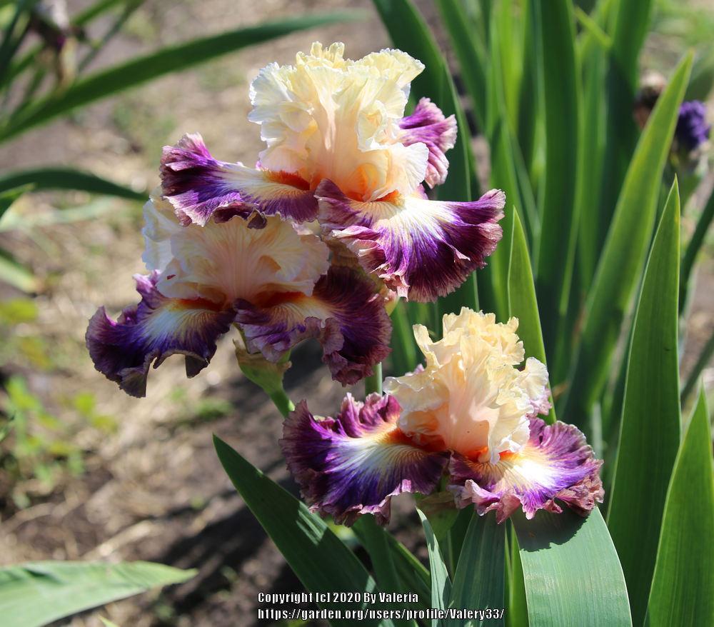 Photo of the bloom of Tall Bearded Iris (Iris 'Color Wheel') posted by ...