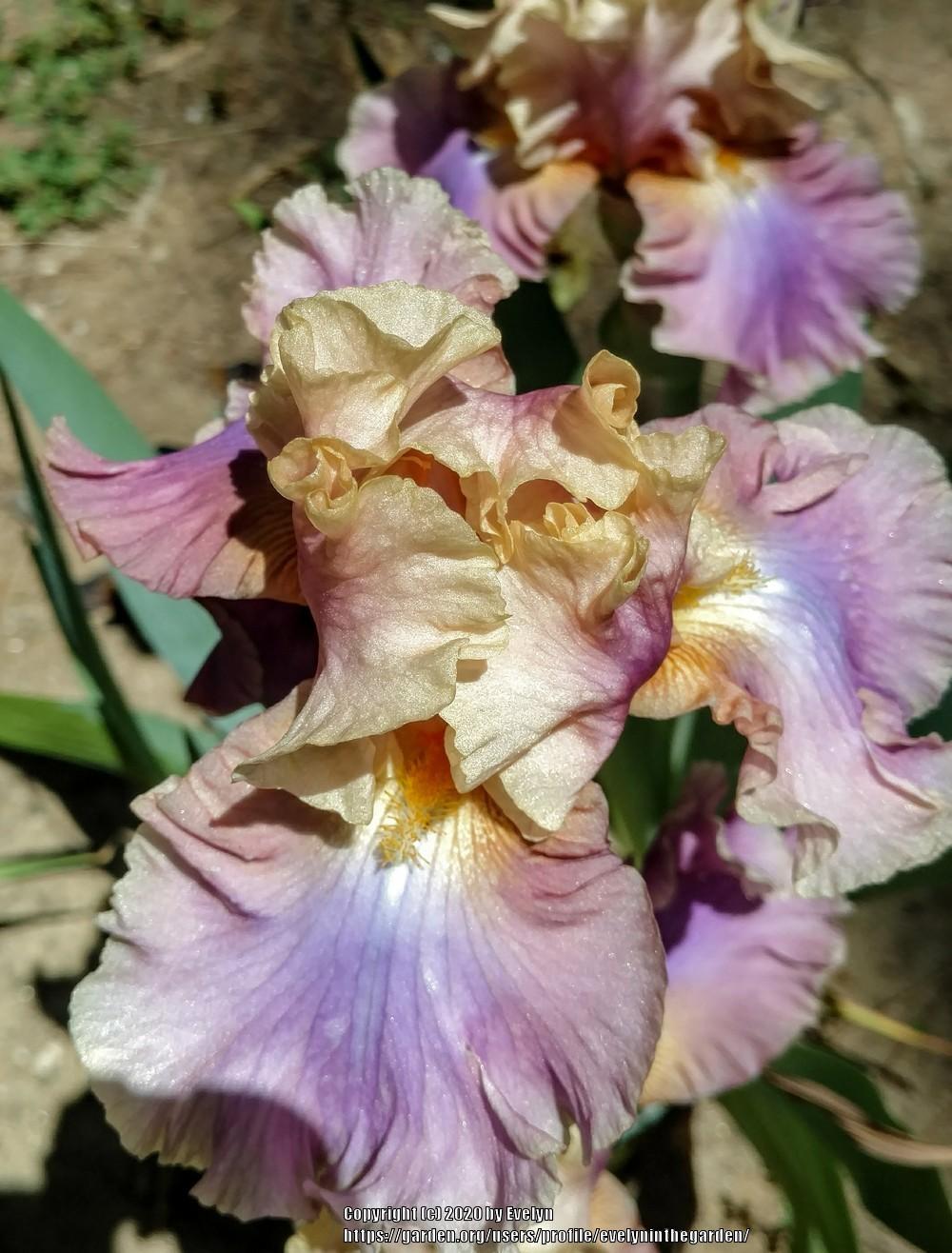 Photo of the bloom of Tall Bearded Iris (Iris 'Chasing Rainbows') posted by evelyninthegarden ...