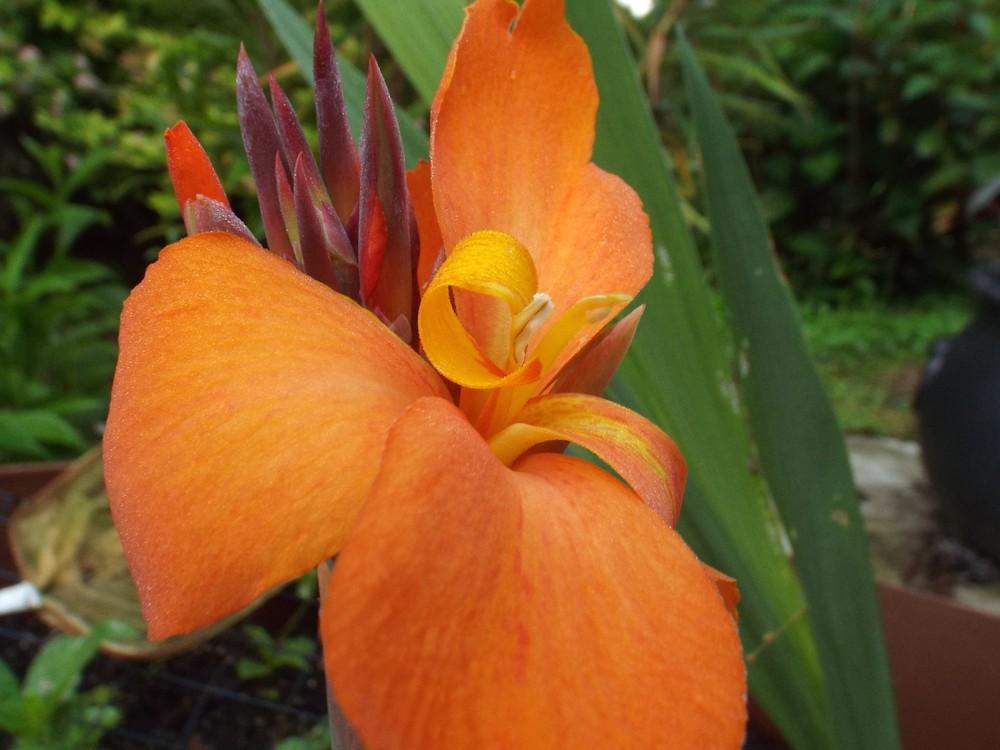Cannas: Plant Care and Collection of Varieties - Garden.org
