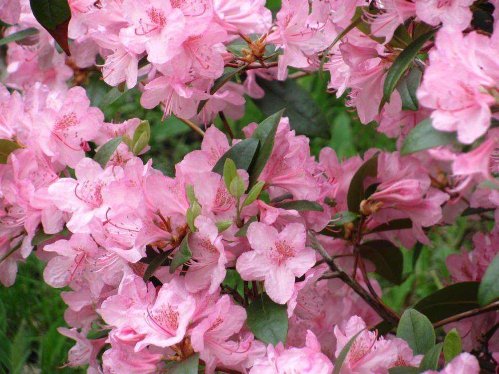 Photo of the bloom of Rhododendron 'Olga Mezitt' posted by roseman2000 ...